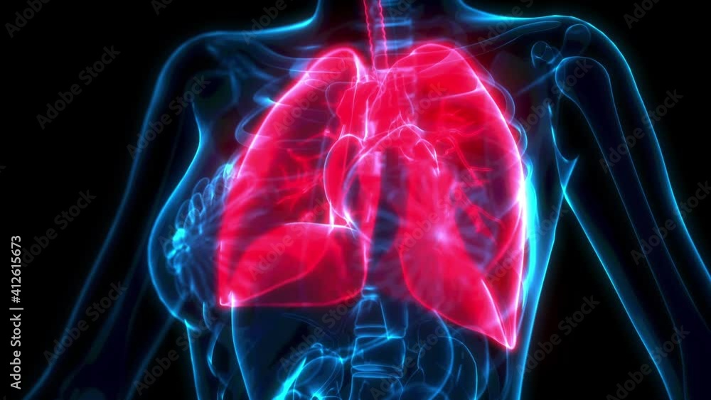 medicine 3D animation, lungs pain on x ray scan Stock Video | Adobe Stock