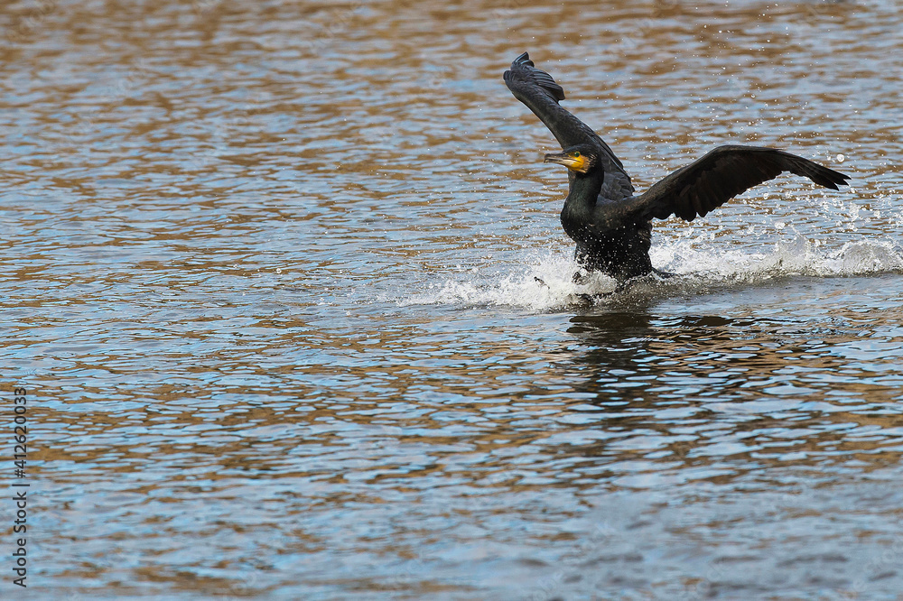 Corvo marinho, ave que se reproduz em Saliências e falesias ao longo da ...