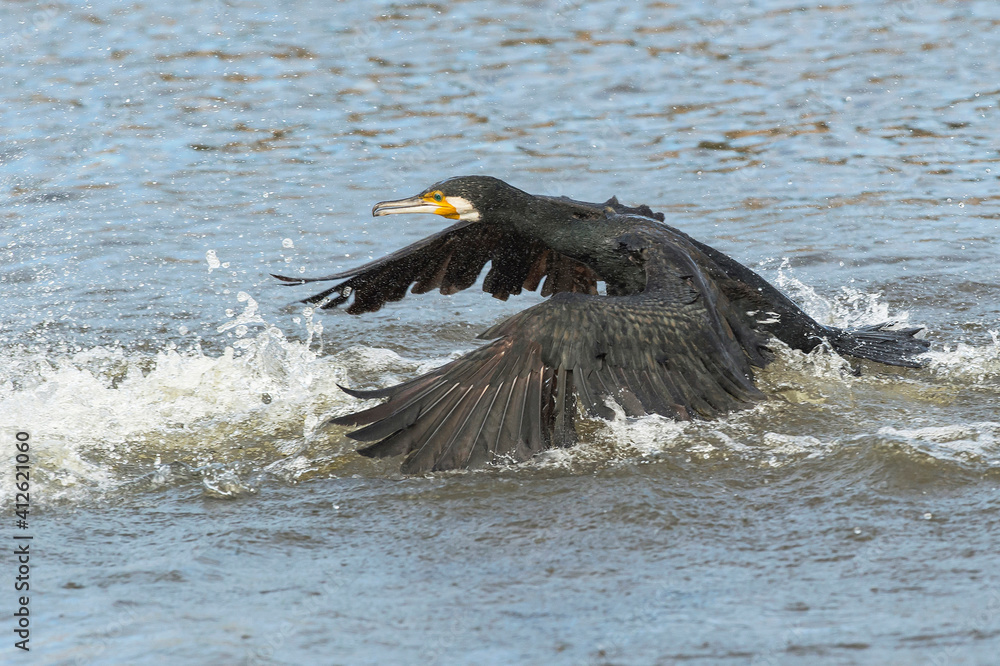 Corvo marinho, ave que se reproduz em Saliências e falesias ao longo da ...