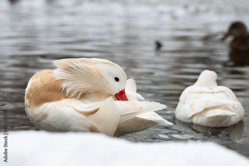 Albino Mandarin Duck