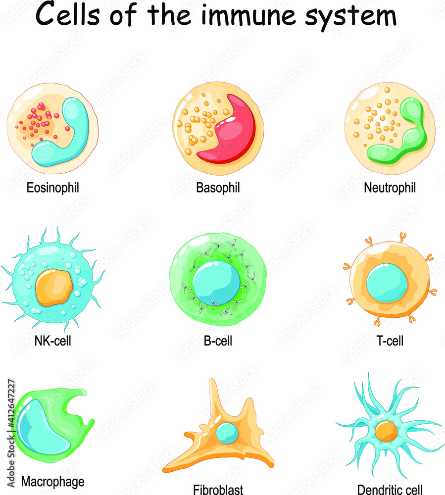 Cells of the immune system. White blood cells Stock Vector | Adobe Stock