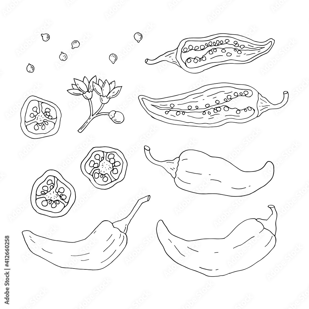 Chili Pepper set. Hot mexican spices. Hand drawn sketch. Vector drawing ...