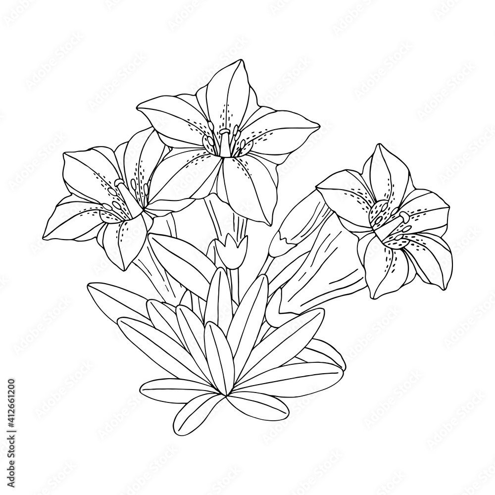 Gentian flower bouquet. Montain wildflower. Hand drawn sketch. Vector ...