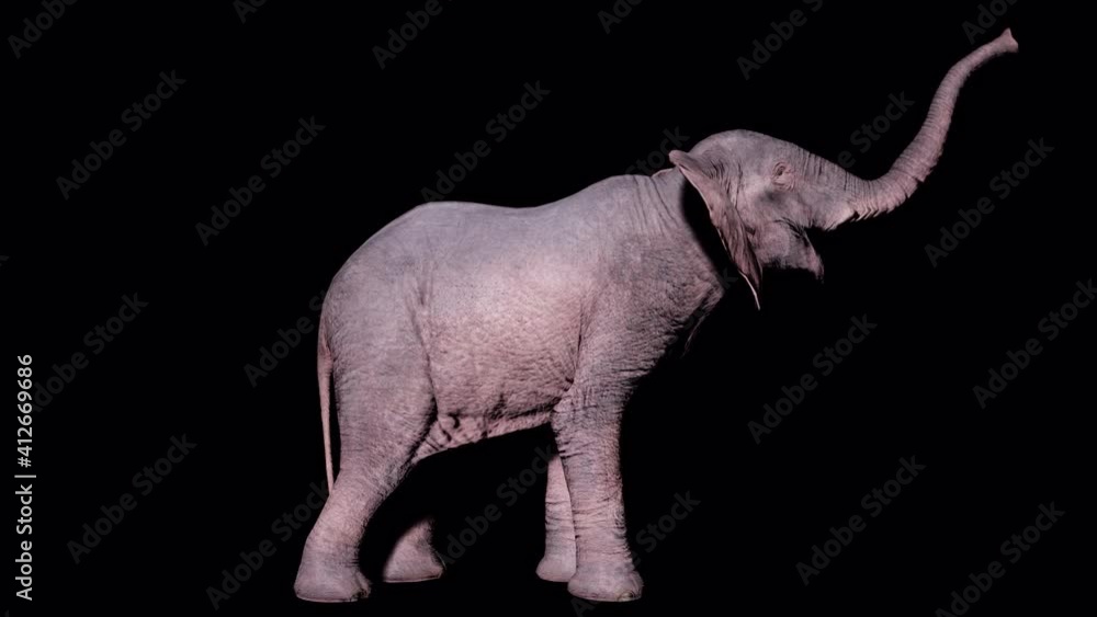 Large African elephant trumpets its trunk on an isolated background ...