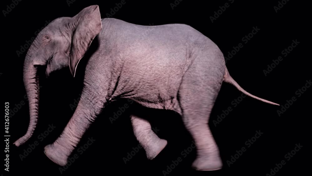Large African elephant running on the ground on an isolated background ...