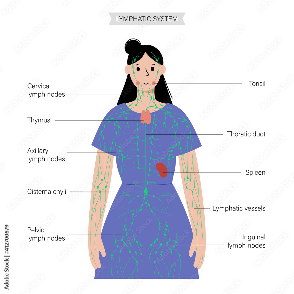 Lymphatic system in human body Stock Vector | Adobe Stock