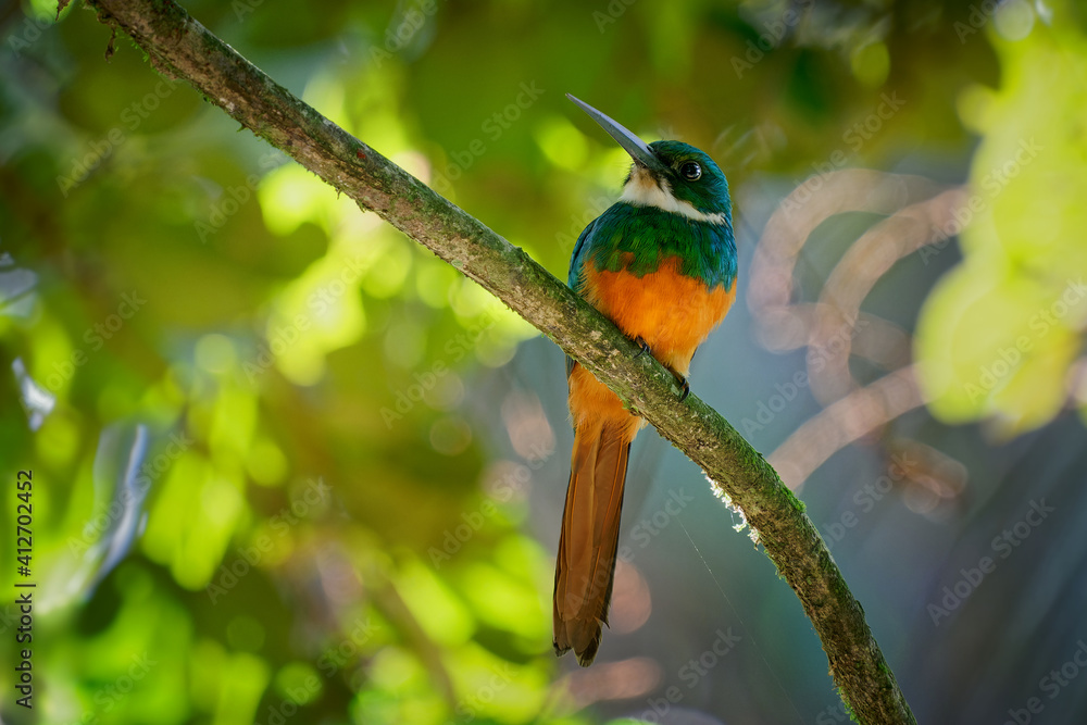 Rufous-tailed jacamar - Galbula ruficauda near-passerine bird breeds in ...