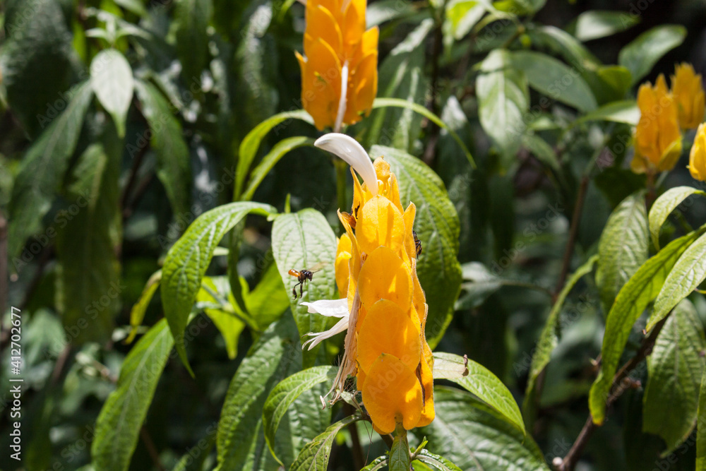Lollipop plant Pachystachys lutea and Stingless bees meliponines Stock ...