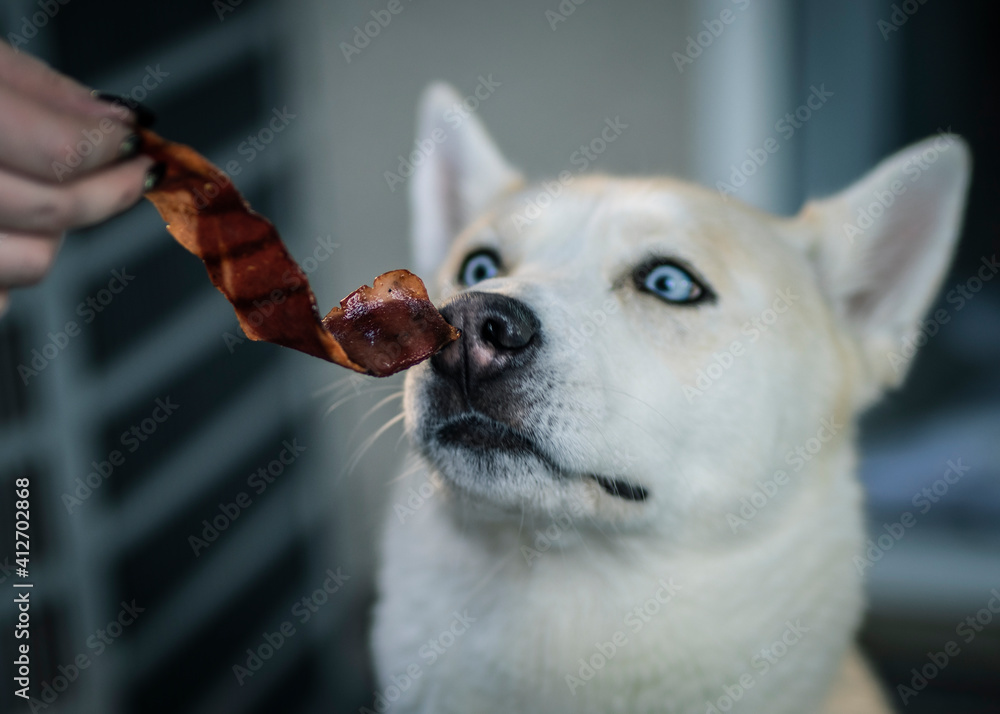 white dog, husky, akita, bacon, smell Stock Photo | Adobe Stock