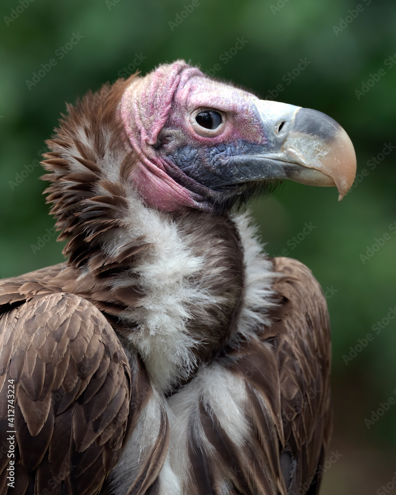 Lappet Faced Vulture Face