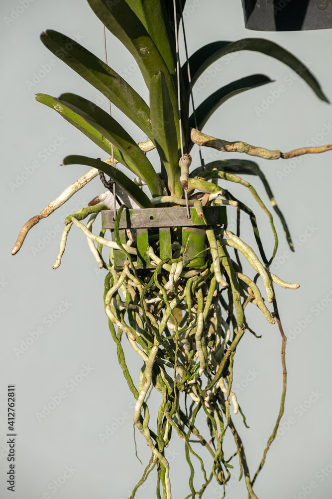 Long roots of the orchid plant grow through the spaces of the flower ...