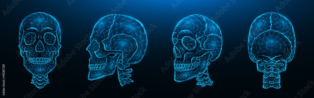Polygonal vector illustration of human skulls, front, side, and back ...