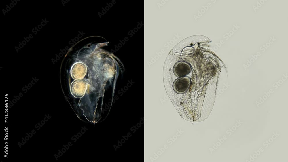 Crustacea Cladocera species Camptocercus sp. under the microscope ...