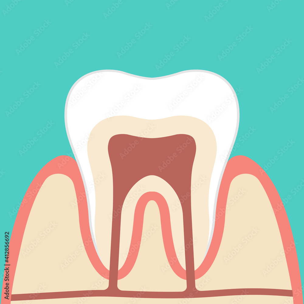 Tooth anatomy on board. Tooth structure. Healthcare stomatology. Vector ...
