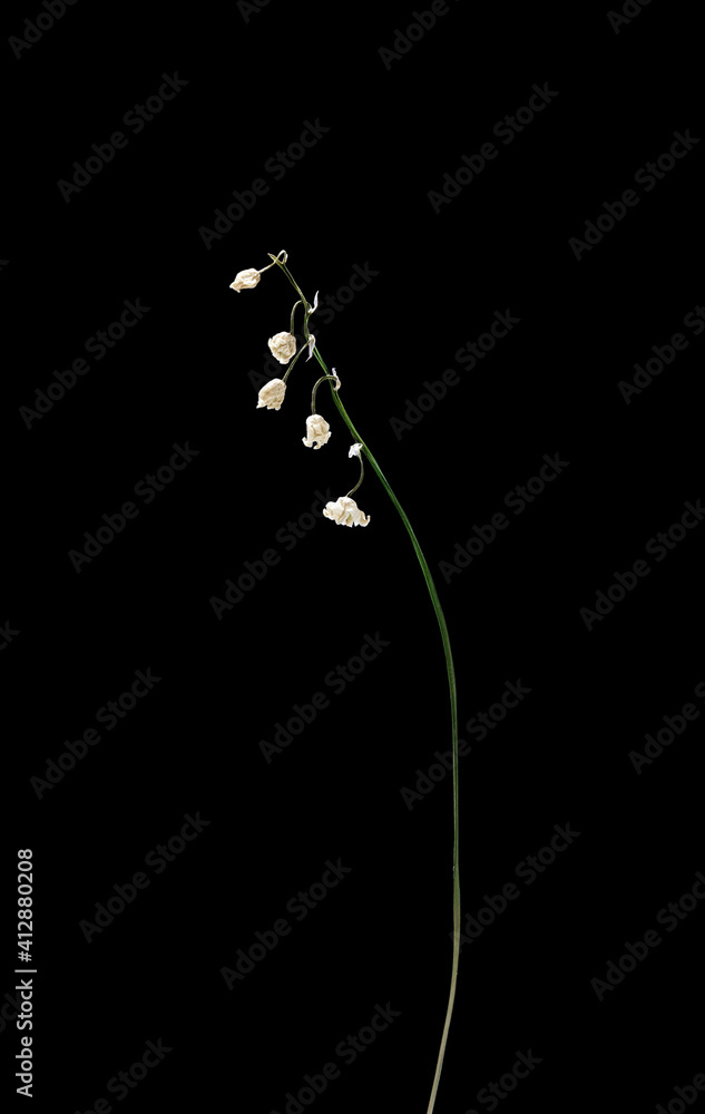 Dried dead lily of the valley isolated on black background. Sample of a ...