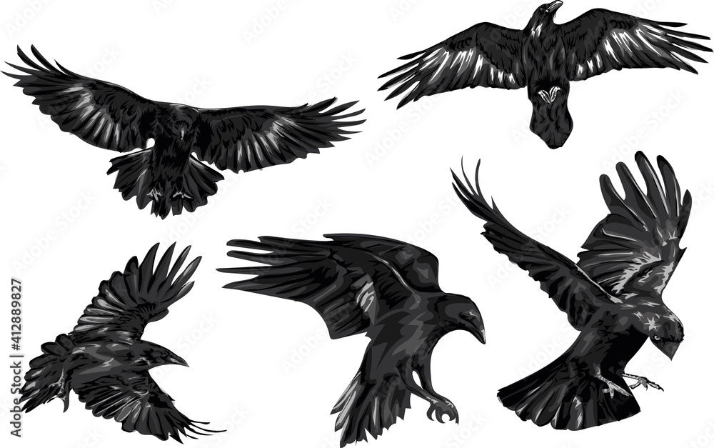 Set of high quality ravens - vector art Stock Vector | Adobe Stock