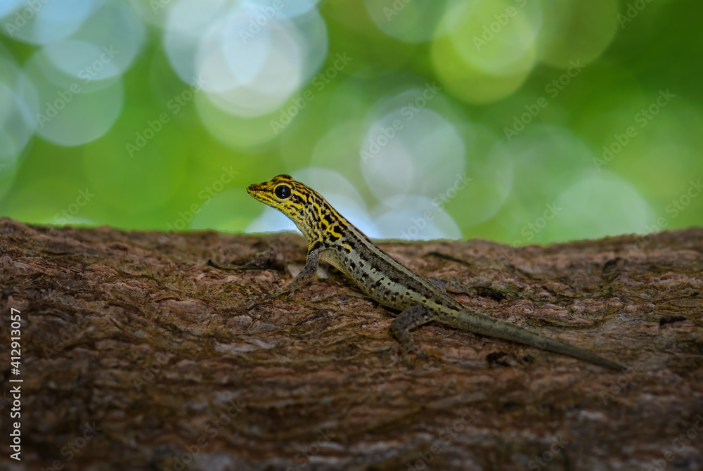 Dwarf yellow-headed gecko - Lygodactylus luteopicturatus, beautiful ...