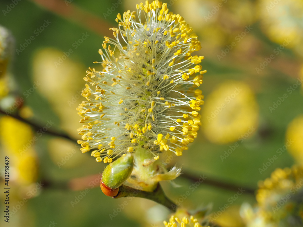 Yellow weeping Pussy Willow tree or Goat Willow shrub with covered ...