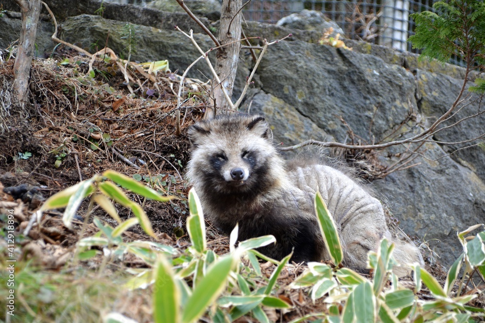 Japanese raccoon dog (Tanuki) in Nikko, Japan Stock Photo | Adobe Stock
