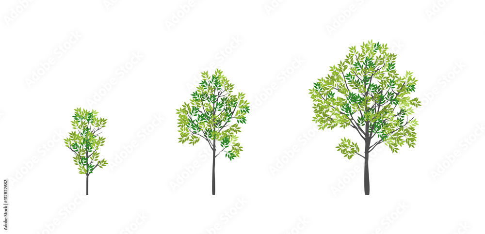 the three stages of a tree's growth Stock Vector | Adobe Stock