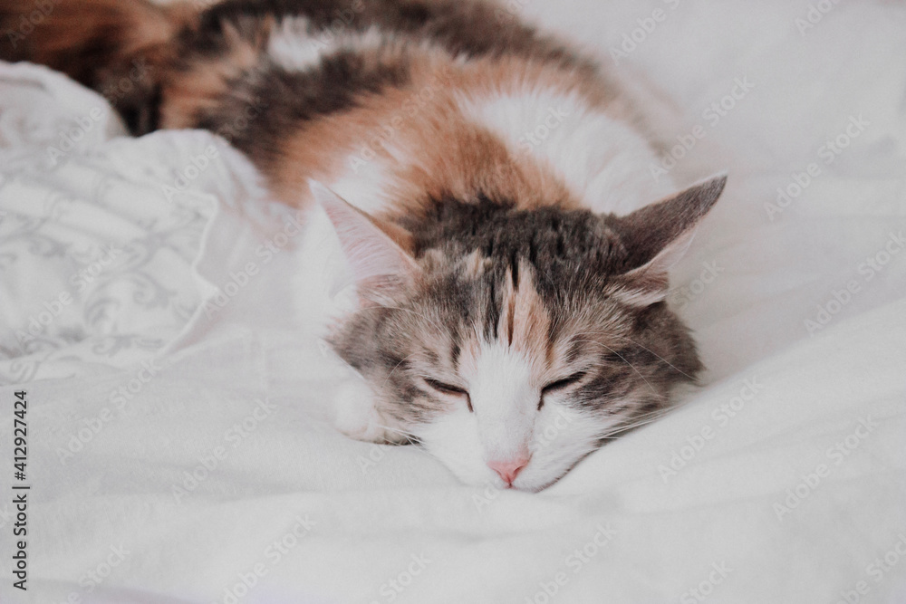 Cute white, ginger, gray cat lying in bed. Little kitten with closed ...