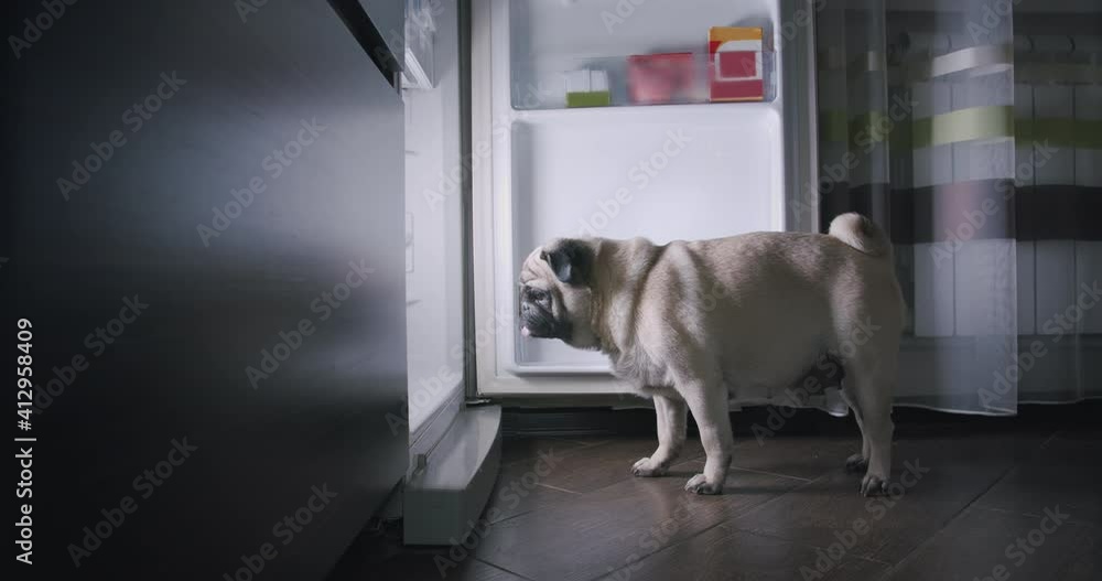 Funny hungry pug dog open the fridge at night, standing near the ...