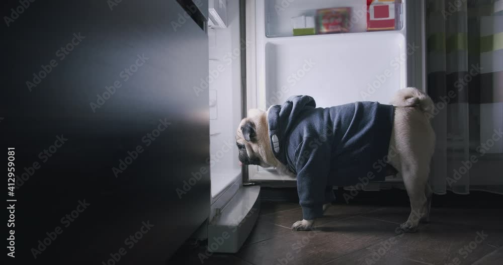 Funny hungry pug dog open the fridge at night, standing near the ...