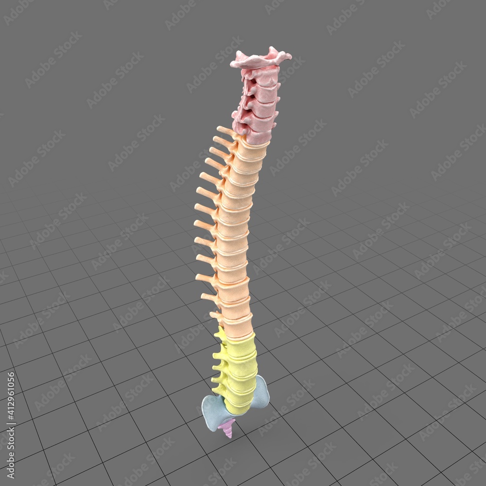 Human spine Stock 3D asset | Adobe Stock