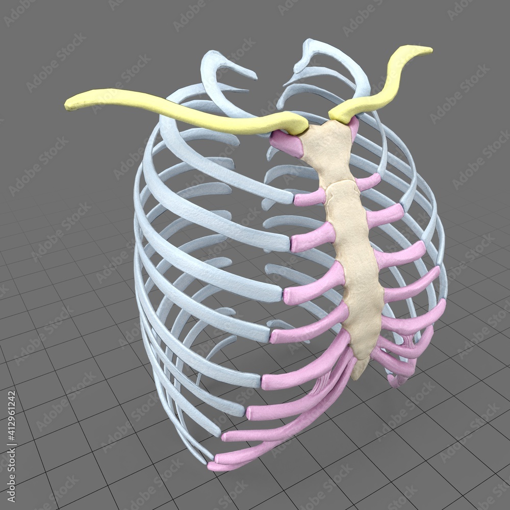 Human ribs Recurso 3D do Stock | Adobe Stock
