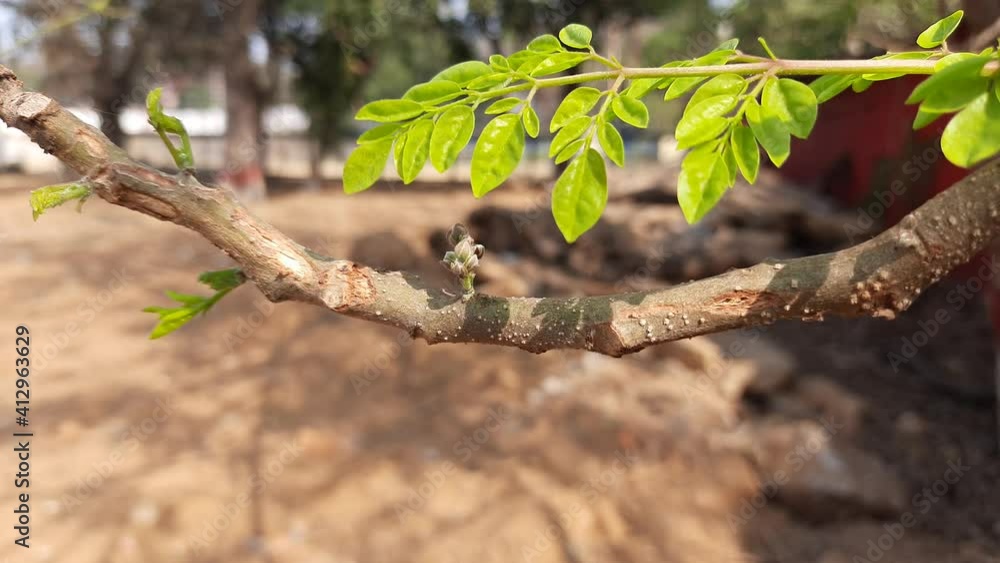 Moringa oleifera is a fast-growing, drought-resistant tree of the ...