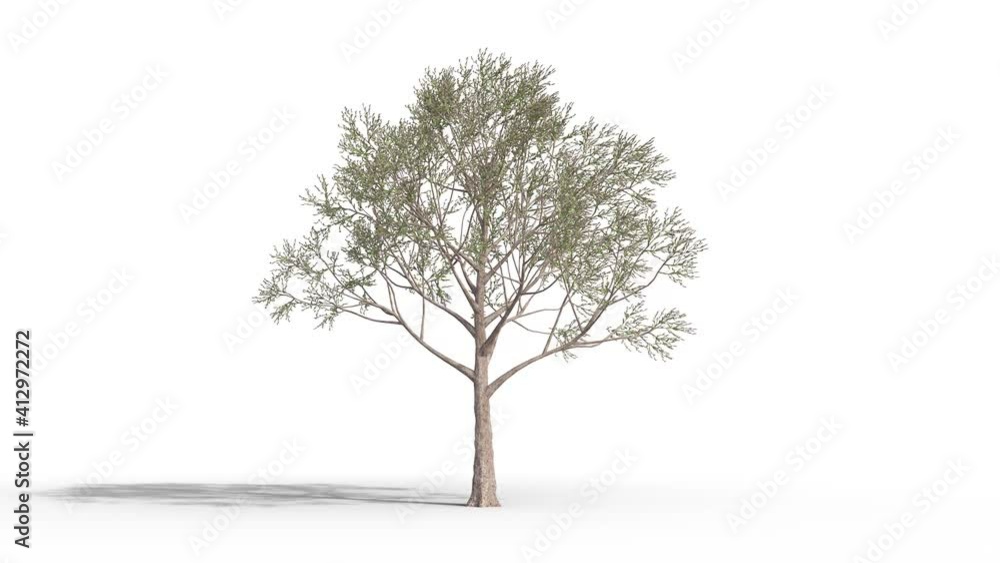 Growing tree moving in the wind on white background.3D realistic tree ...