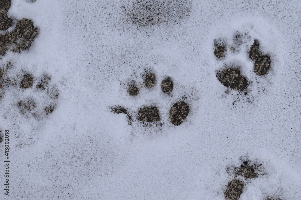 Cat Paw Prints in Snow Stock Photo | Adobe Stock