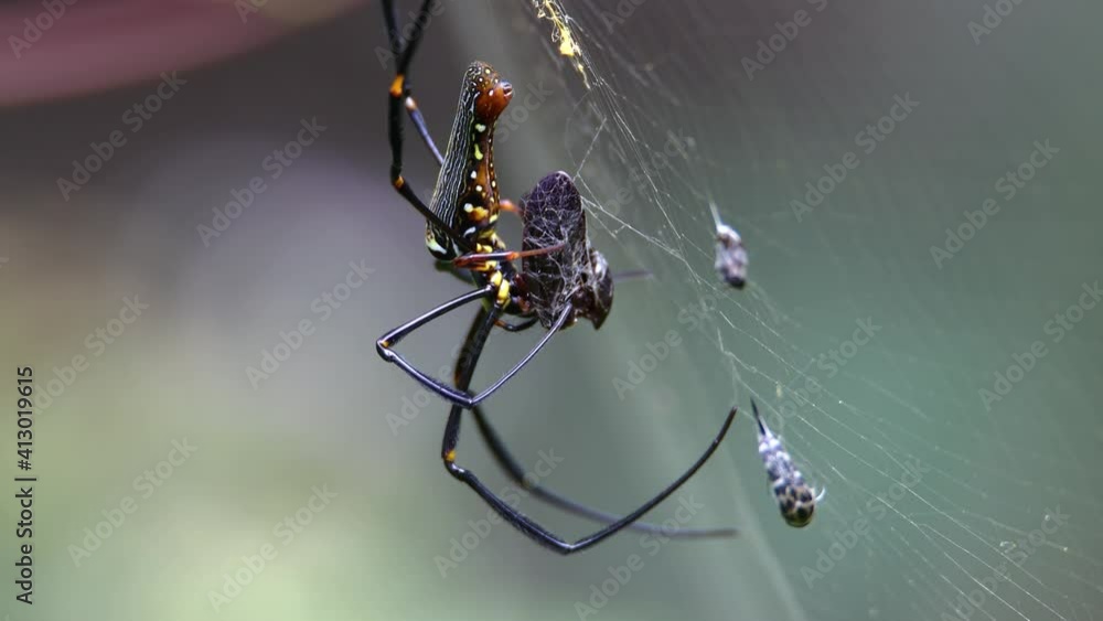4K nature wildlife footage of spider wrapping an insect that has just ...
