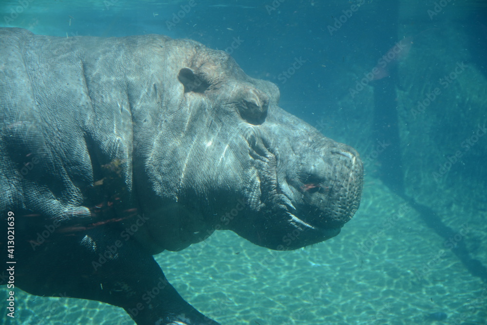 Hippopotamus Underwater
