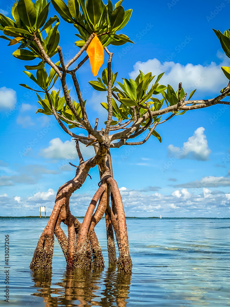 A close up of a single mangrove tree growing out of the water in the ...