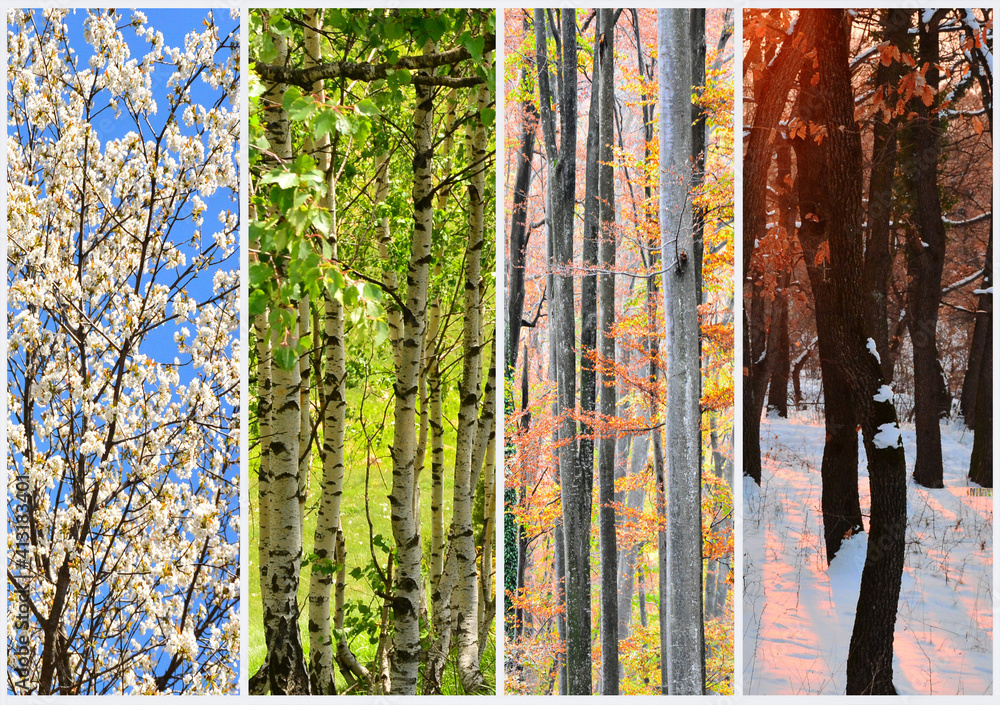 Four seasons of year.Winter, spring, summer, autumn.Four season collage ...