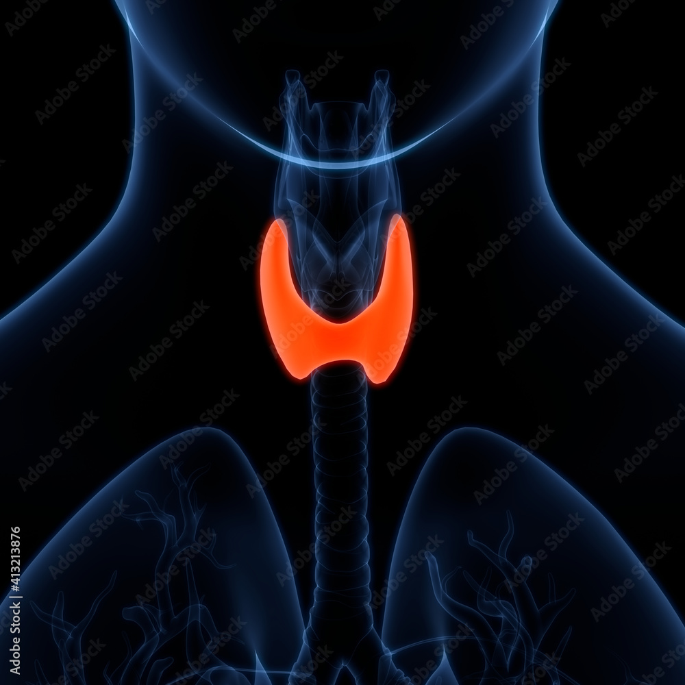 Human Body Glands Thyroid Gland Anatomy Stock Illustration | Adobe Stock