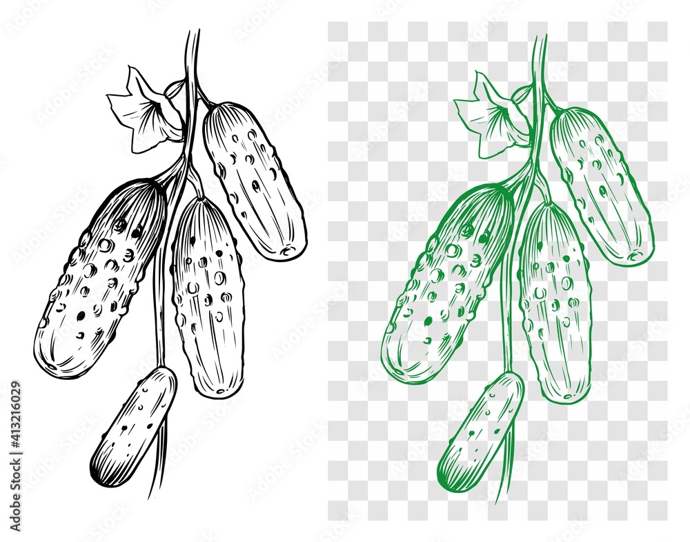 Cucumber outline set. Hand drawn vector sketch. Black on transparent ...