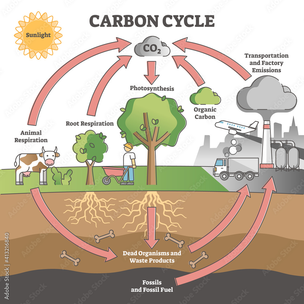 Carbon cycle with CO2 dioxide gas exchange process scheme outline ...