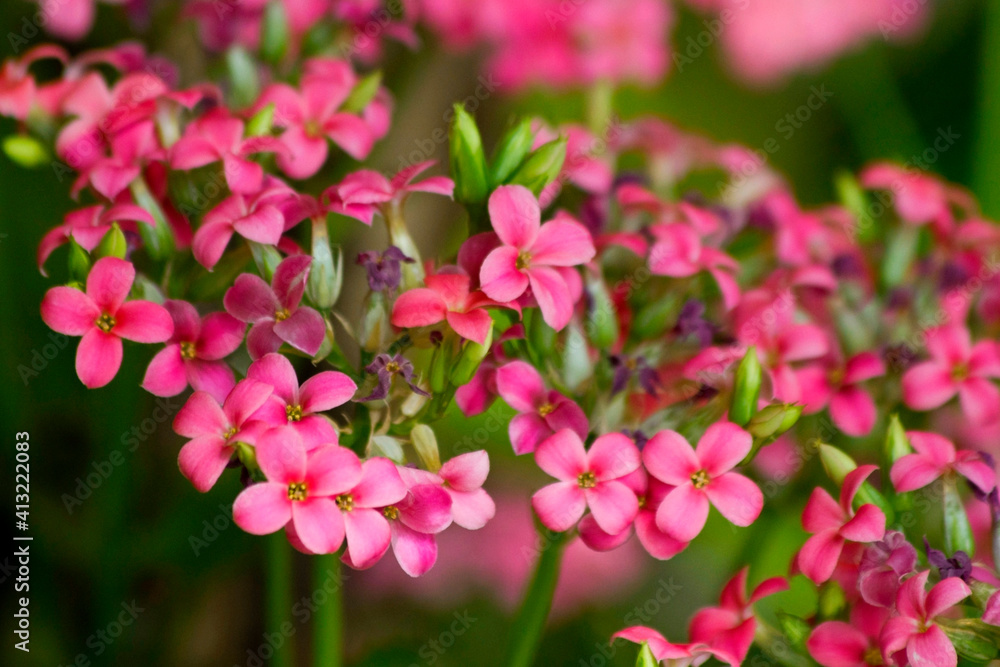 Kalanchoe blossfeldiana (Calandiva, Flaming Katy, Florist Kalanchoe ...