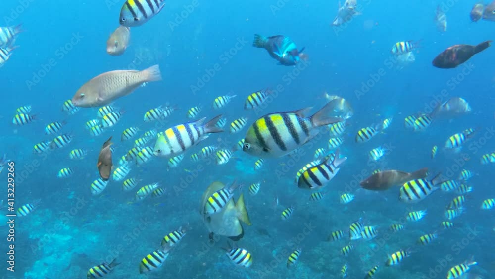 Vidéo Stock Underwater View Of Tropical Fish In Kri Island, Raja Ampat ...