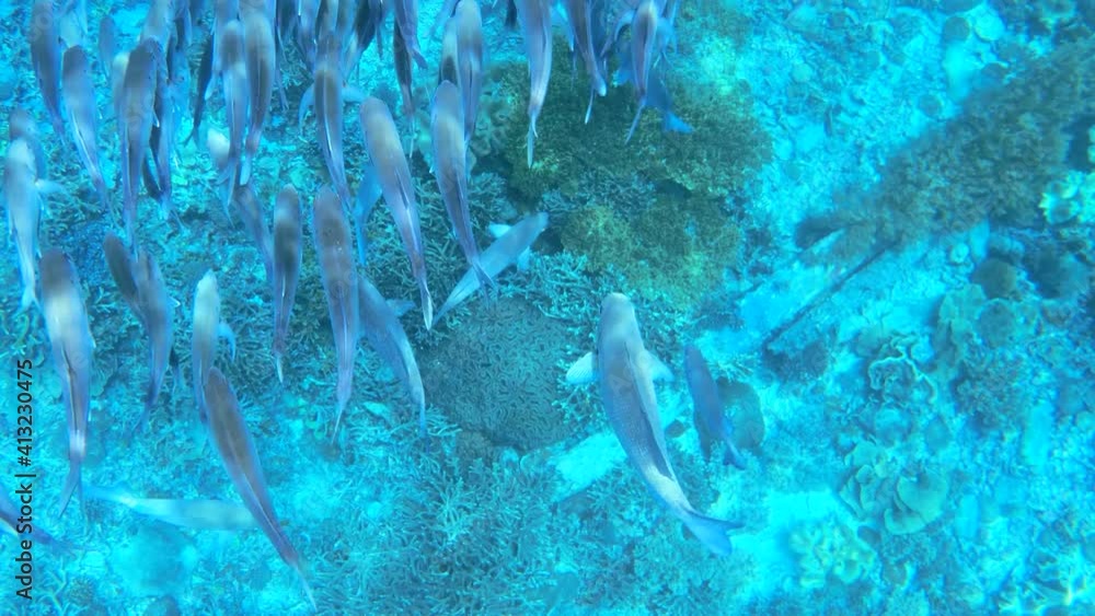 Underwater View Of Tropical Fish In Kri Island, Raja Ampat. Marine ...