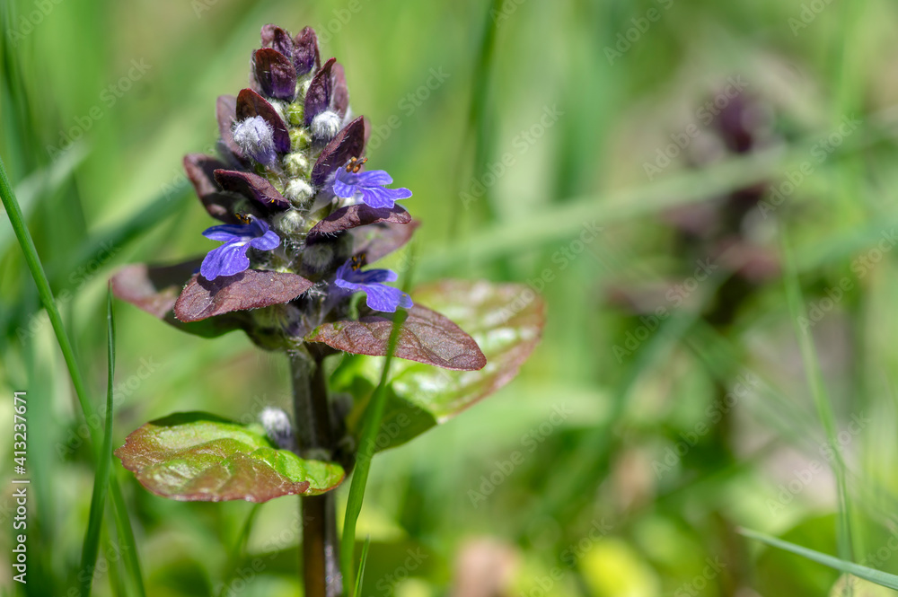 Ajuga reptans blue bugle flowering sprintime plants, group of bugleweed ...