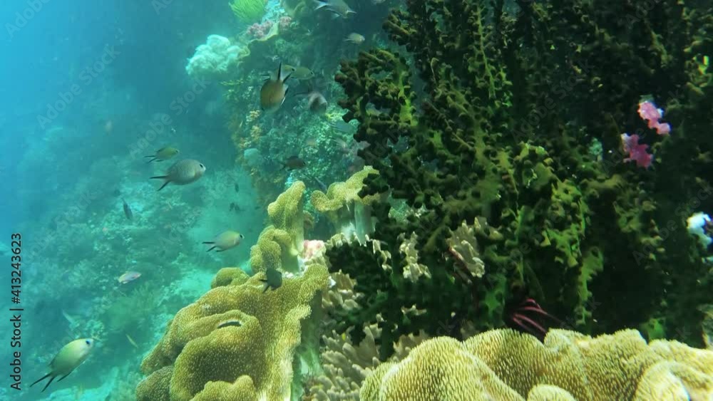 Colorful Coral Garden With Tropical Fish In Kri Island, Raja Ampat ...