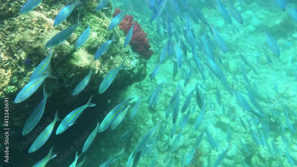 Underwater View Of Colorful Coral Garden With Tropical Fish In Kri ...