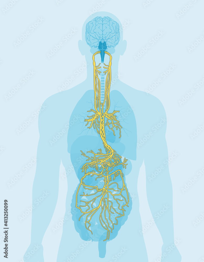 Vagus nerve and human organs, medically Illustration Stock Illustration ...