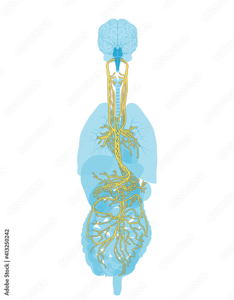 Vagus nerve and human organs, medically Illustration Stock Illustration ...