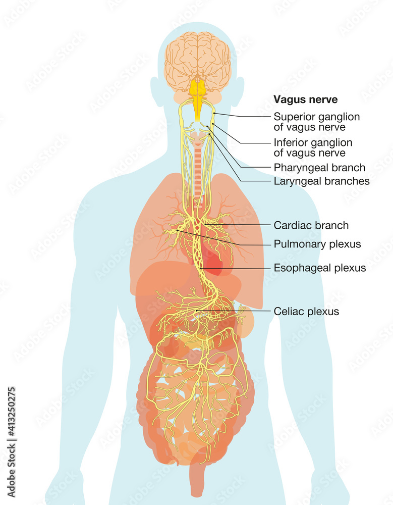 Vagus nerve labeled and human organs, medically Illustration Stock ...
