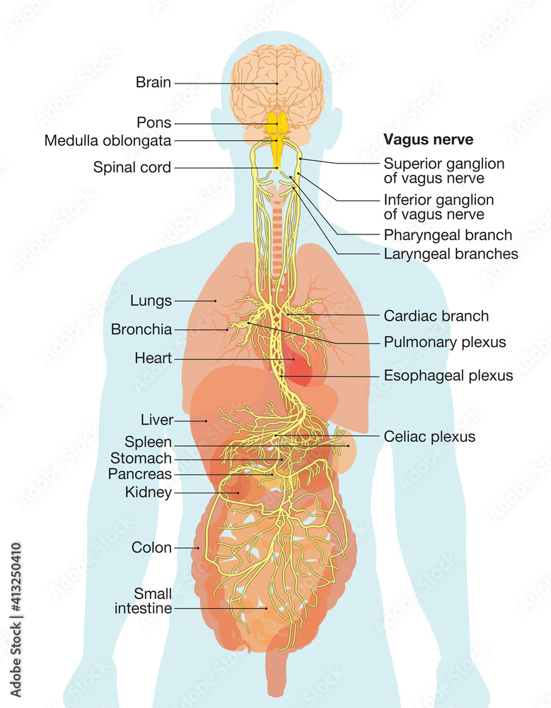 Vagus nerve and human organs, medically Illustration Stock Illustration ...