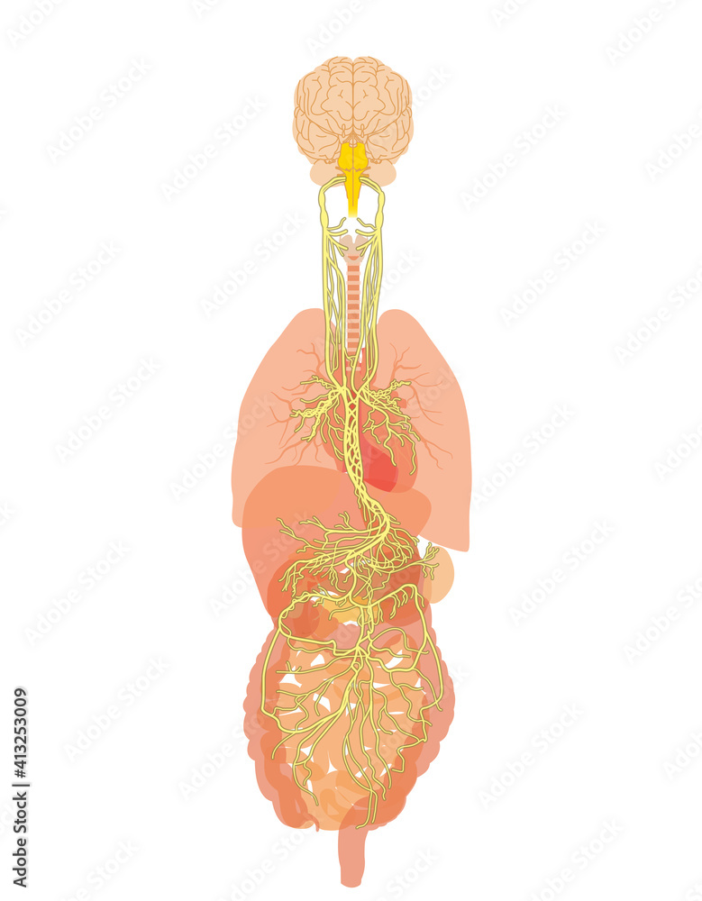 Vagus nerve and human organs, medically Illustration Stock Illustration ...